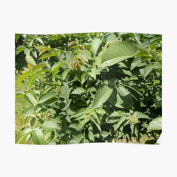 "tree nut nature" Poster for Sale by miaterinka | Redbubble