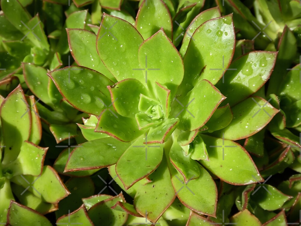 "Succulent Plant - Aeonium 'Red Edge'" by Clintpix | Redbubble
