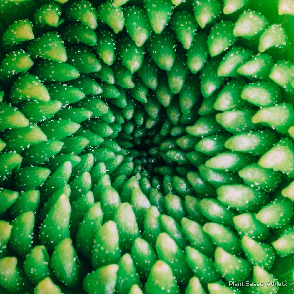 "Wild Green Succulent Plant Circle of Life Geometry Synergy Pattern ...