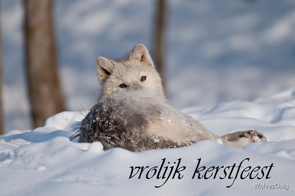 "Arctic Wolf Christmas Card Dutch 3" by WolvesOnly | Redbubble