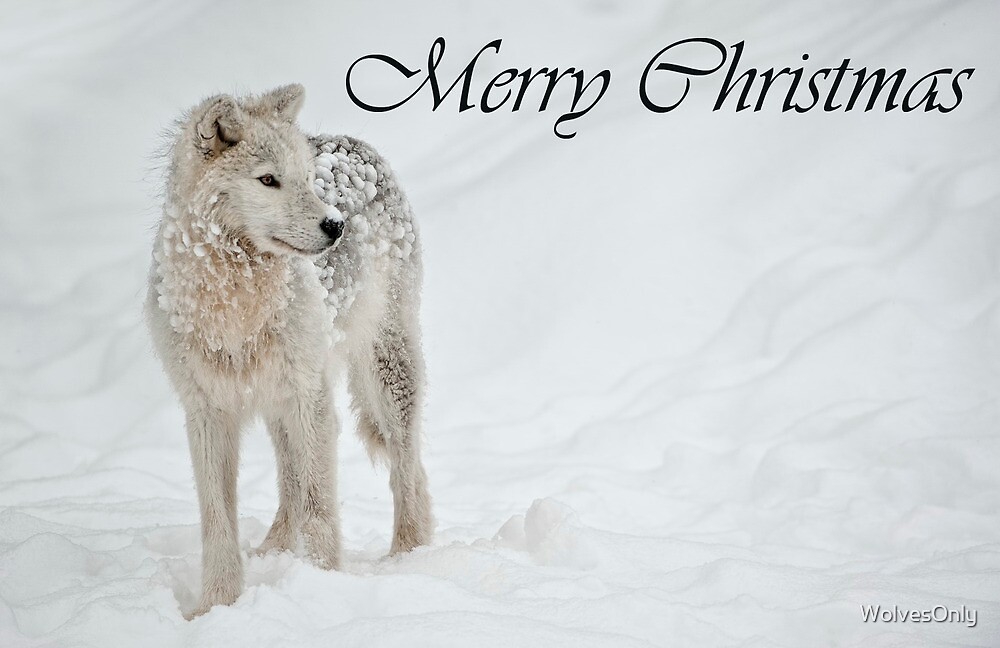 "Arctic Wolf Christmas Card English 8" by WolvesOnly | Redbubble