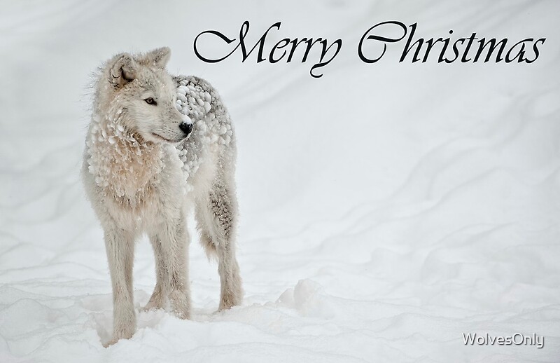 "Arctic Wolf Christmas Card English 8" by WolvesOnly | Redbubble