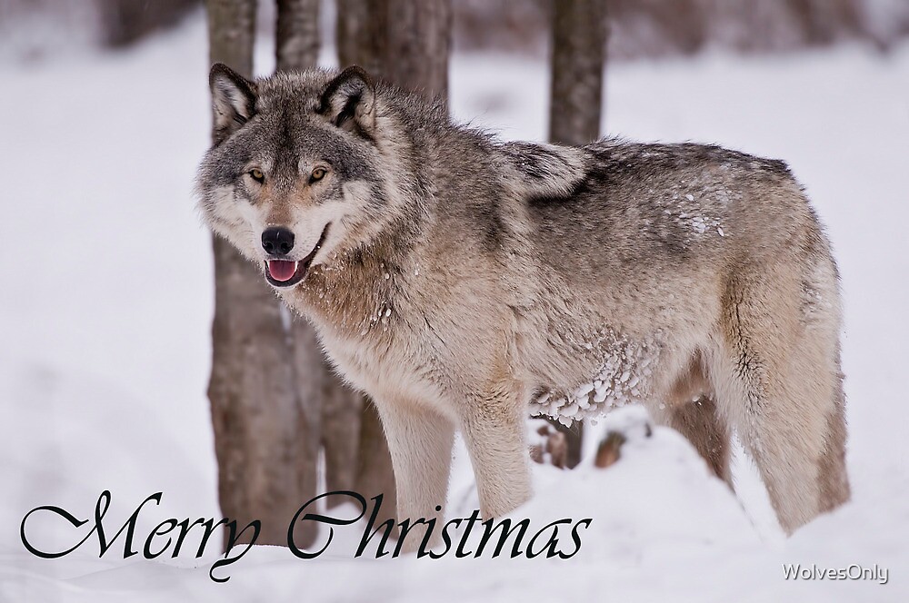 "Timber Wolf Christmas Card English 3" by WolvesOnly | Redbubble