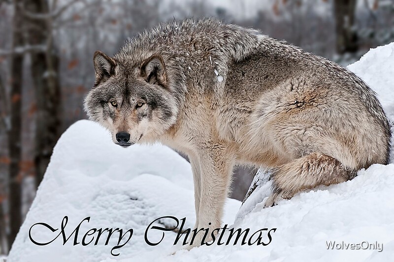 "Timber Wolf Christmas Card English 10" by WolvesOnly | Redbubble