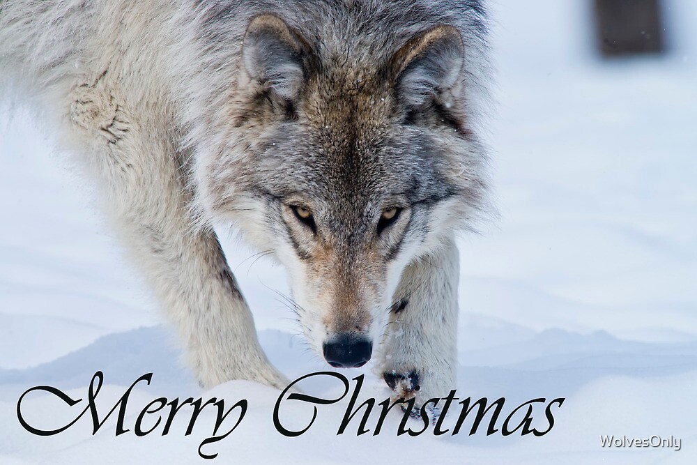 "Timber Wolf Christmas Card English 12" by WolvesOnly | Redbubble
