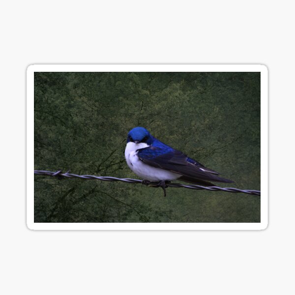 "Tree Swallow" Sticker for Sale by alycetaylor | Redbubble