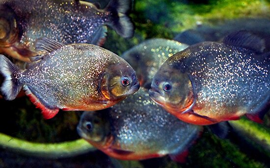 "Pretty Sparkly Fish" by Loree McComb | Redbubble