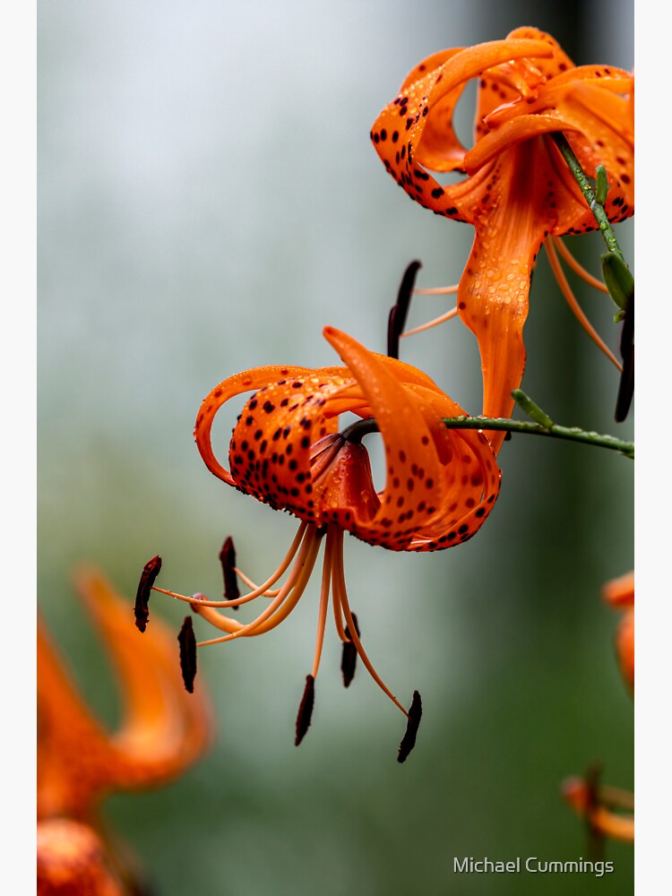 "Tiger Lily" Sticker for Sale by jaydee1400 | Redbubble