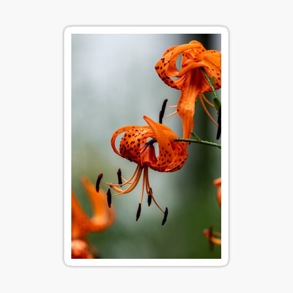 "Tiger Lily" Sticker for Sale by jaydee1400 | Redbubble