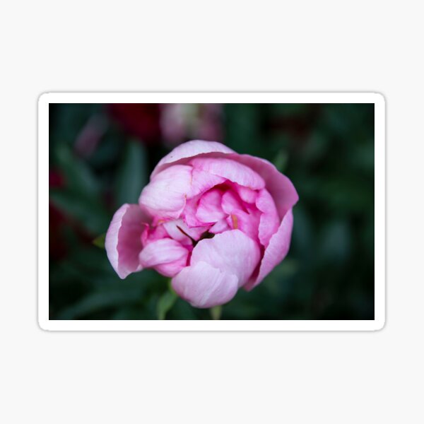"Pink Peony Flower" Sticker for Sale by floralelegance | Redbubble