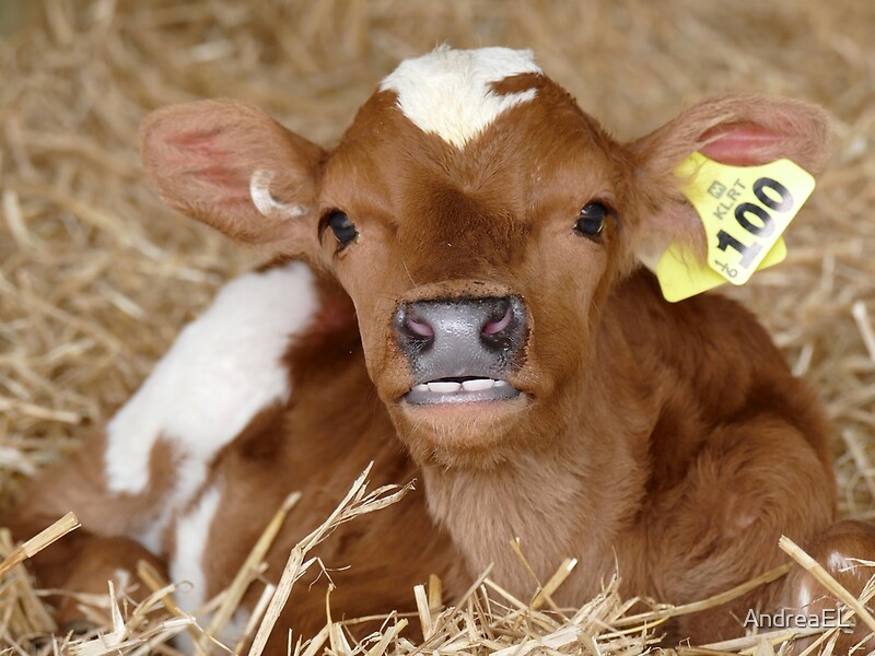 "I Have Perfect Teeth! - Calf NZ" by AndreaEL | Redbubble