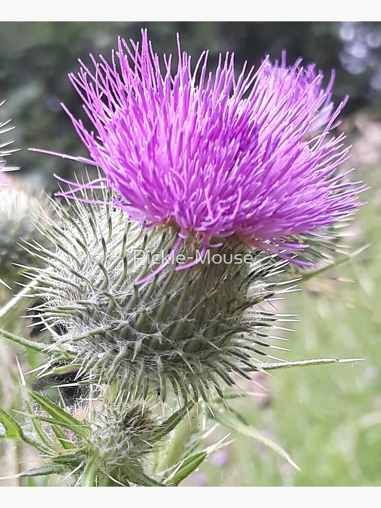 "Thistle" Sticker for Sale by Pickle-Mouse | Redbubble