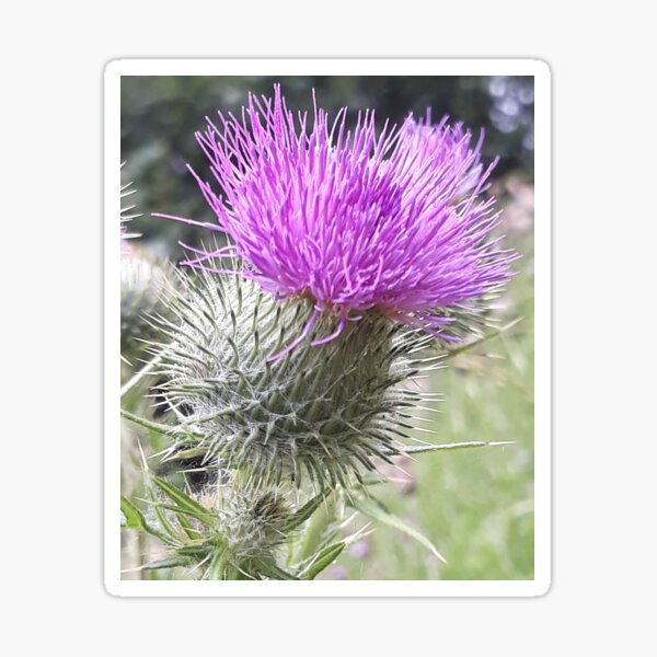 "Thistle" Sticker for Sale by Pickle-Mouse | Redbubble