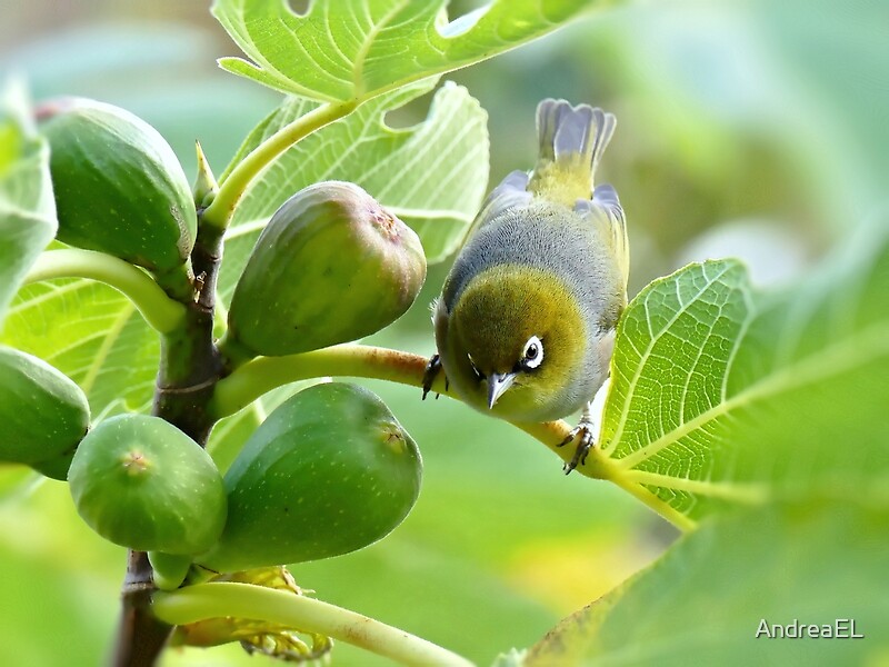 "The Fig And Eye" by AndreaEL | Redbubble