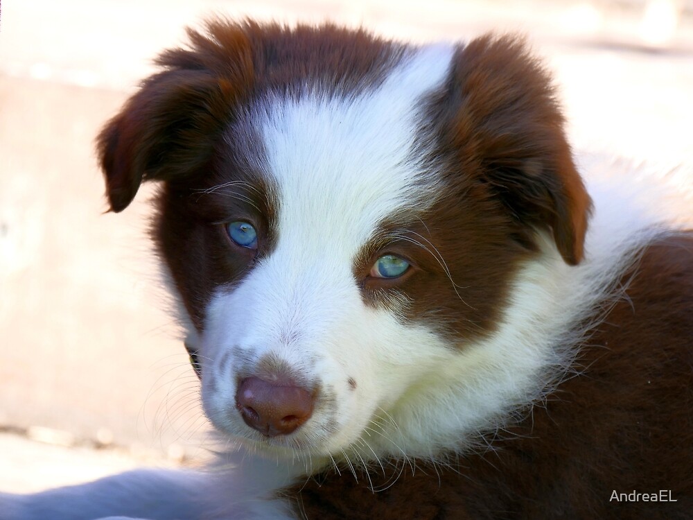 "Blue Eyed Blitz - Border Collie - NZ" by AndreaEL | Redbubble
