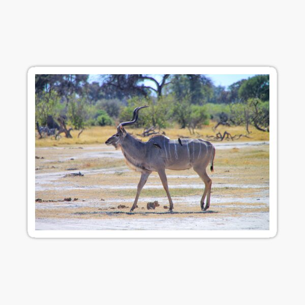 "Male Kudu Antelope with Oxpecker Birds" Sticker for Sale by ...