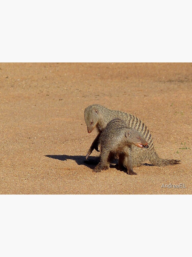 "Aww... Aren't You Going To Share That!! - Banded Mongoose - Mabalingwe ...