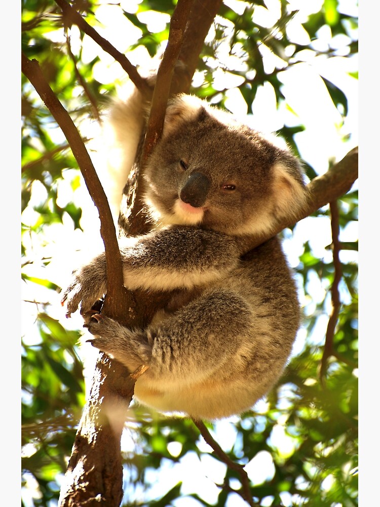 "Koala Joey Exploring" Poster for Sale by GP1746 | Redbubble