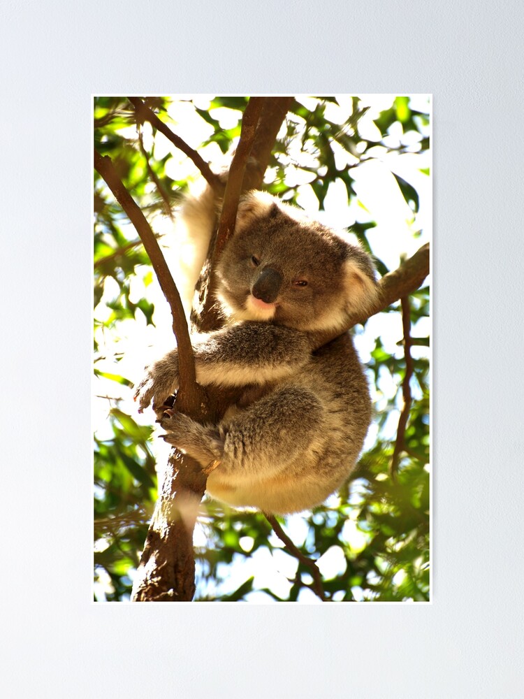 "Koala Joey Exploring" Poster for Sale by GP1746 | Redbubble