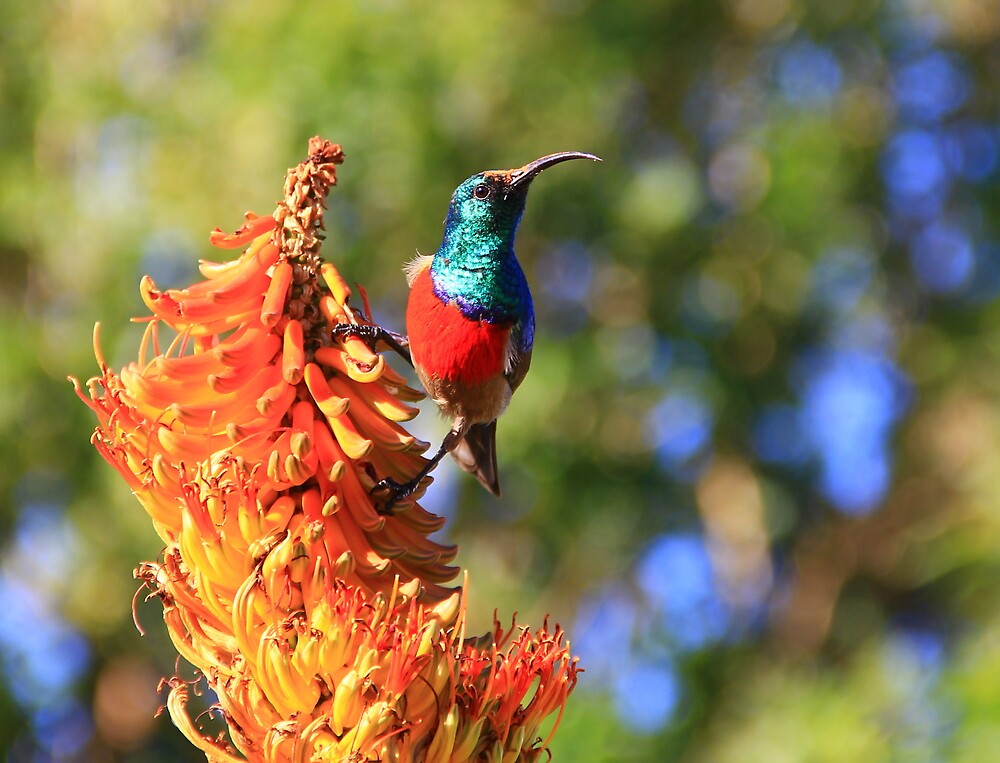 "honey sucker bird" by RogerGailey | Redbubble
