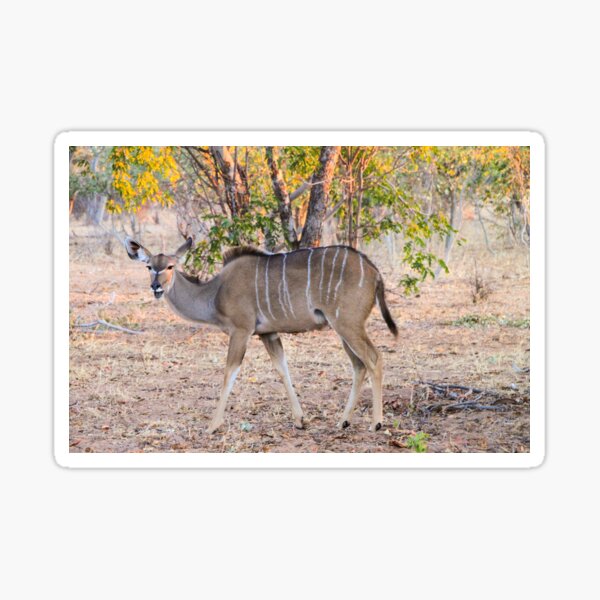 "Female Kudu in the Bush" Sticker for Sale by SafariByMarisa | Redbubble