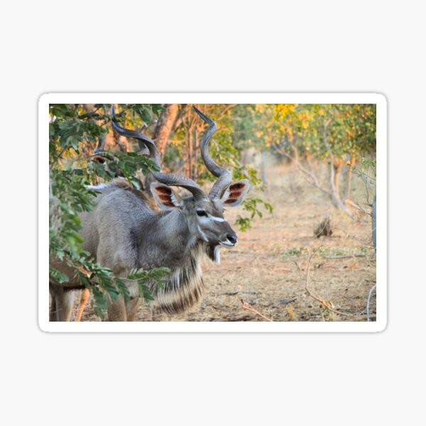 "Male Kudu Close Up, Botswana, Africa" Sticker for Sale by ...