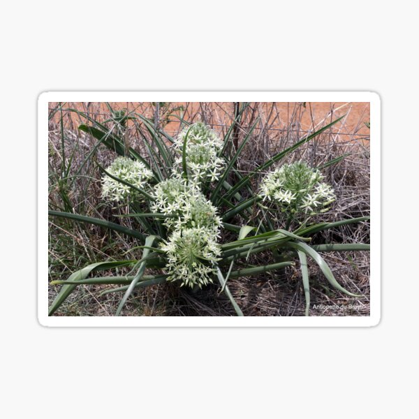 Bosveld Gifts & Merchandise for Sale | Redbubble