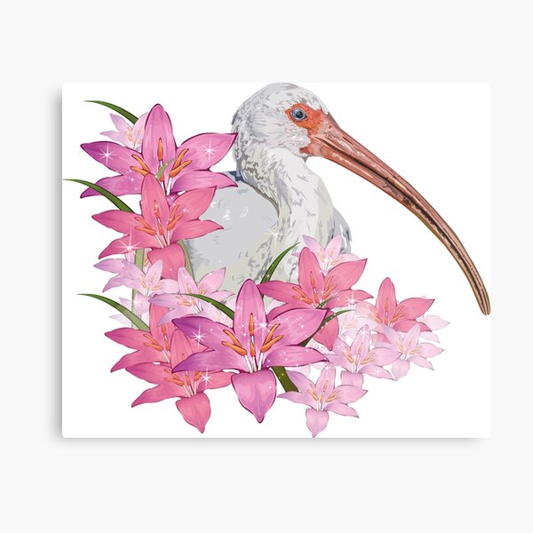 "ibis" Metal Print by obscurite | Redbubble