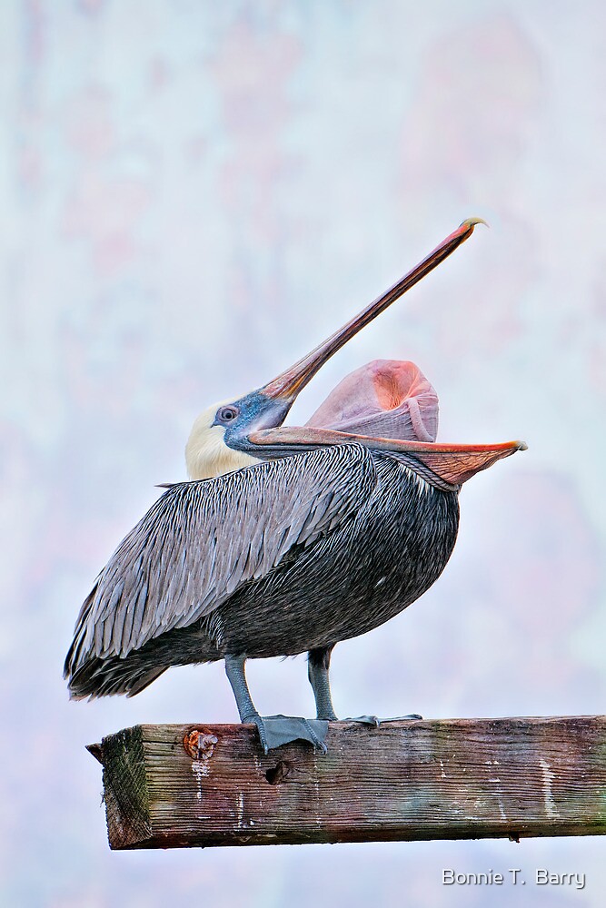 "Pelican Stretching Its Pouch Inside Out" by Bonnie T. Barry | Redbubble