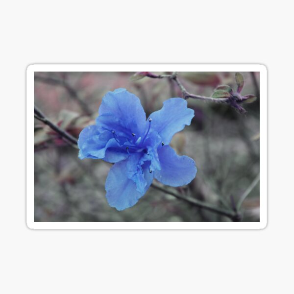 "Blue Flower -- Aesthetic Nature" Sticker for Sale by stanleytucci ...