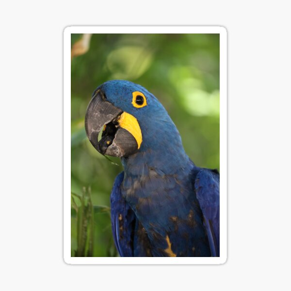 "Hyacinth macaw" Sticker for Sale by MelKowasic | Redbubble