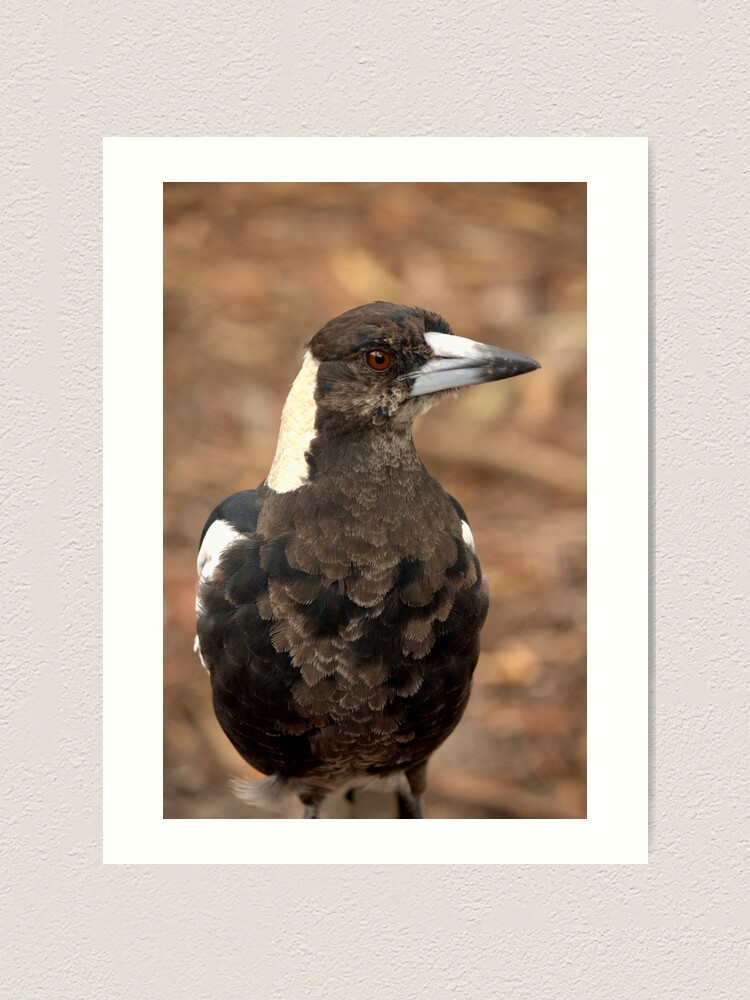 "Hello Maggie Magpie" Art Print by WordsOfLife | Redbubble