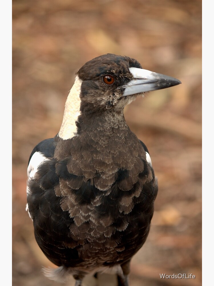 "Hello Maggie Magpie" Art Print by WordsOfLife | Redbubble
