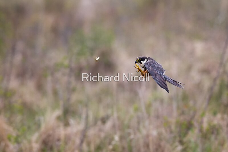 "Hobby hunting Mayfly" by Richard Nicoll | Redbubble