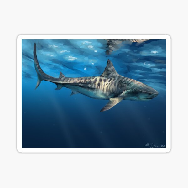 "Tiger shark" Sticker by MilaDierksen | Redbubble