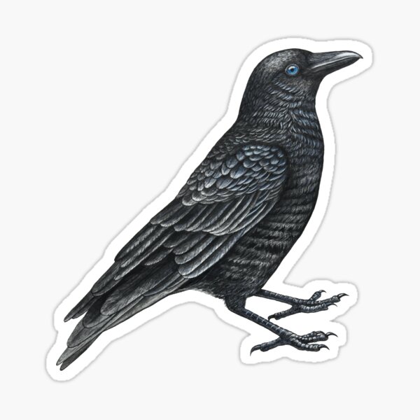 "Raven" Sticker by djou22 | Redbubble