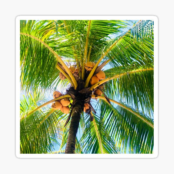 "Coconut Tree" Sticker for Sale by AnnaRolzDesigns | Redbubble