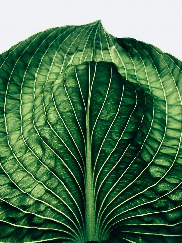 "Hosta Leaf Photograph" Sticker for Sale by MazGhani | Redbubble