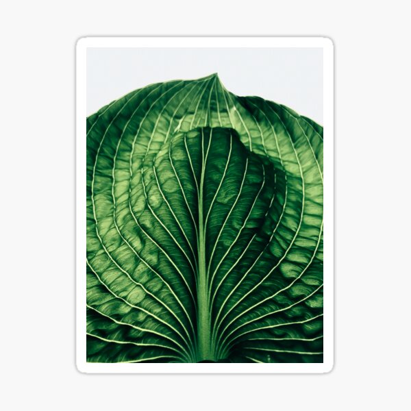 "Hosta Leaf Photograph" Sticker for Sale by MazGhani | Redbubble