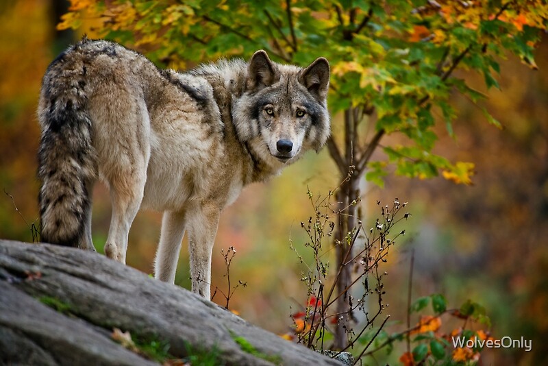 "Timber Wolf" by WolvesOnly | Redbubble