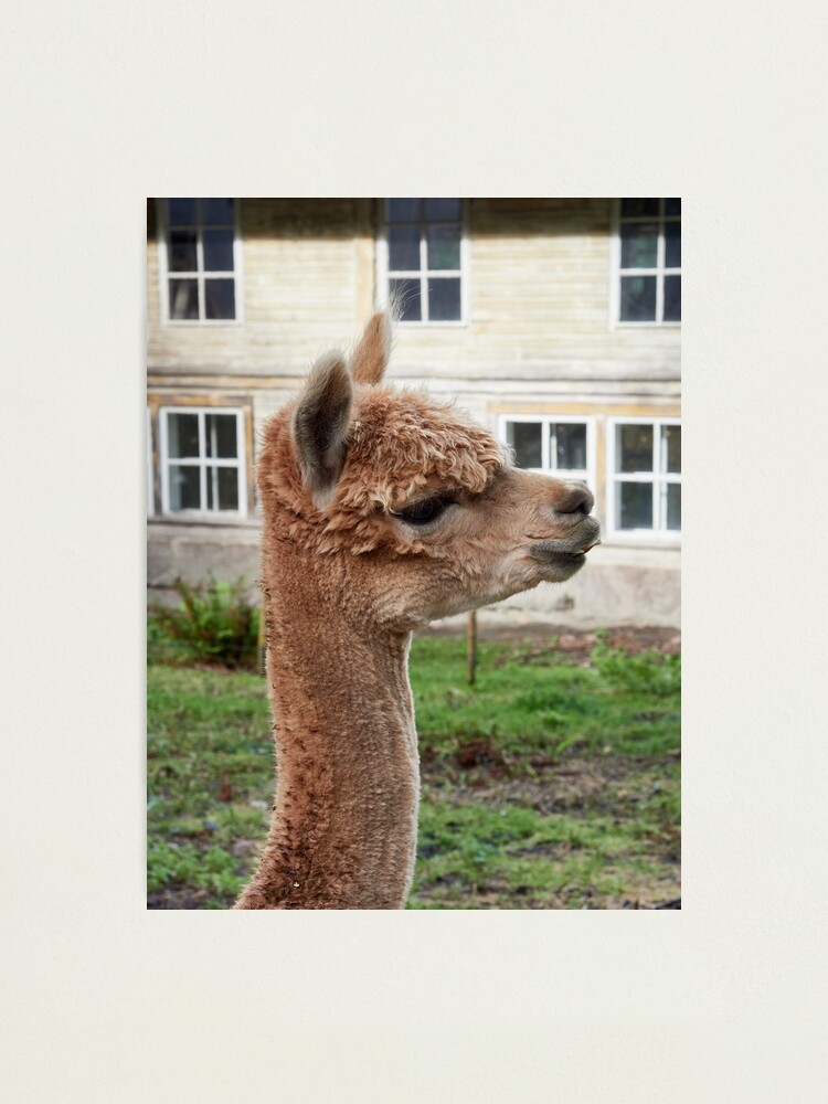 "Alpaca of Mathildedal" Photographic Print by JoukoKLehto | Redbubble