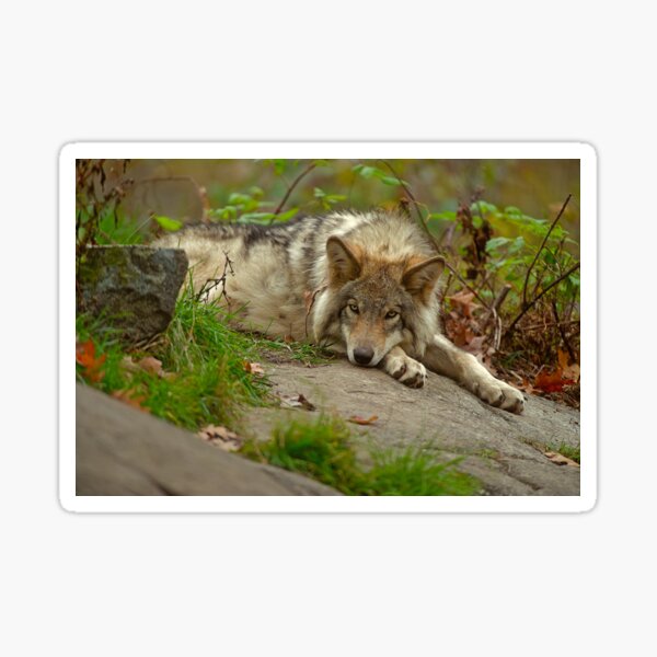 "Timber Wolf" Sticker for Sale by WolvesOnly | Redbubble