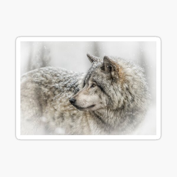 "Timber Wolf" Sticker for Sale by WolvesOnly | Redbubble