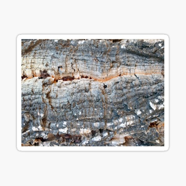 "Tree Bark 2" Sticker for Sale by orlyfuchsgalche | Redbubble