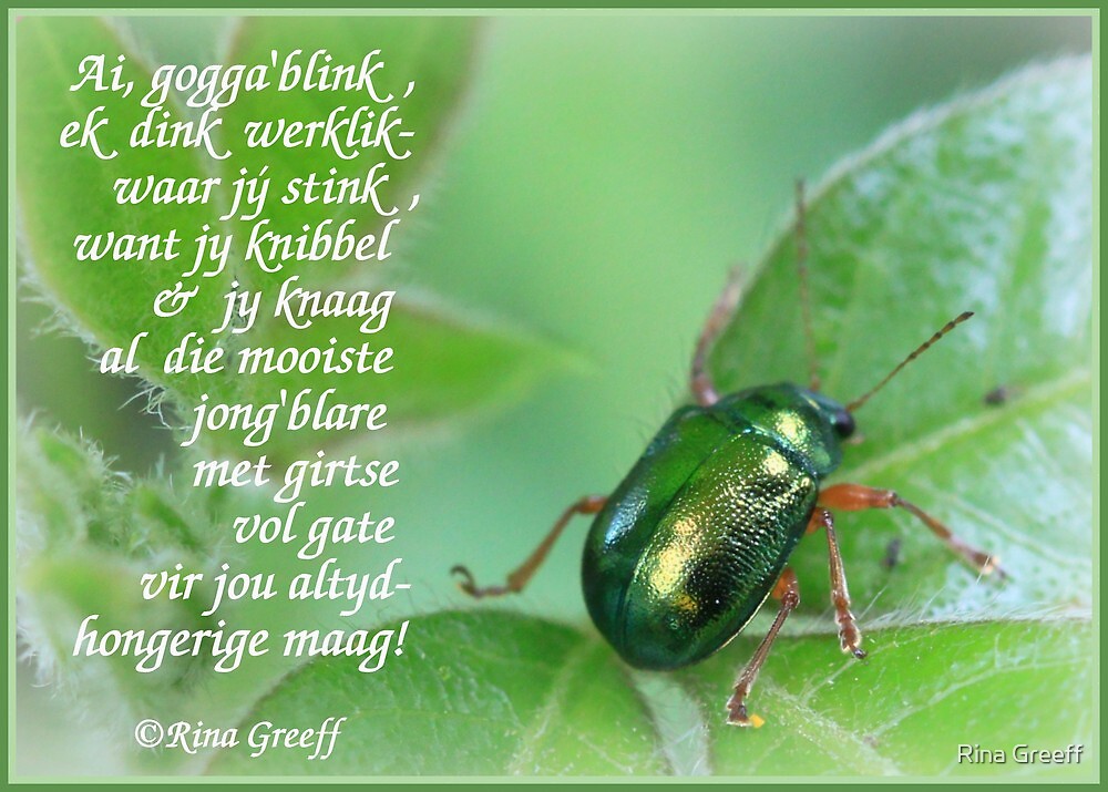 "Gogga'blink" by Rina Greeff | Redbubble