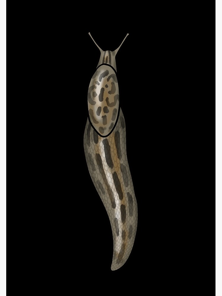 "Limax Slug Natural Color" Photographic Print by UroliteArt | Redbubble