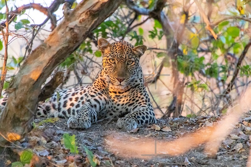 "Female leopard cat resting under a tree" by SafariByMarisa | Redbubble