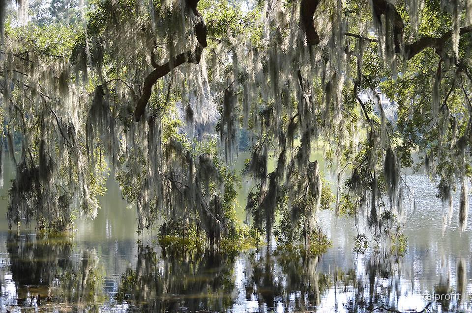 "Southern Spanish Moss" by talprofit | Redbubble
