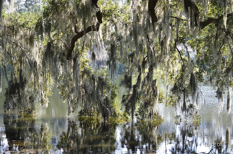 "Southern Spanish Moss" by talprofit | Redbubble
