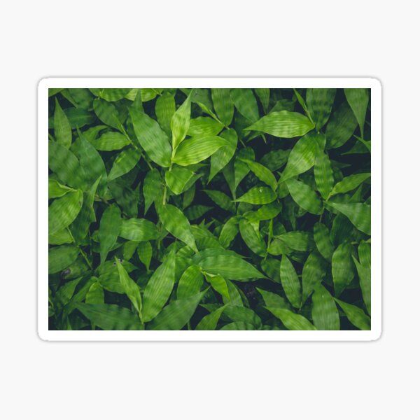 "Jungle Leaves" Sticker for Sale by Skywalker115959 | Redbubble